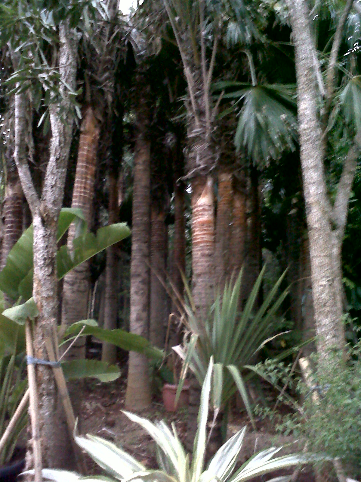 HUD FLORA: TANAMAN HIAS