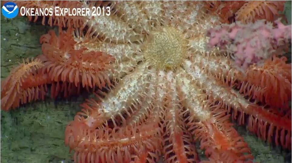The Echinoblog: Let's Meet the Deep-Sea Stars of the North Atlantic ...