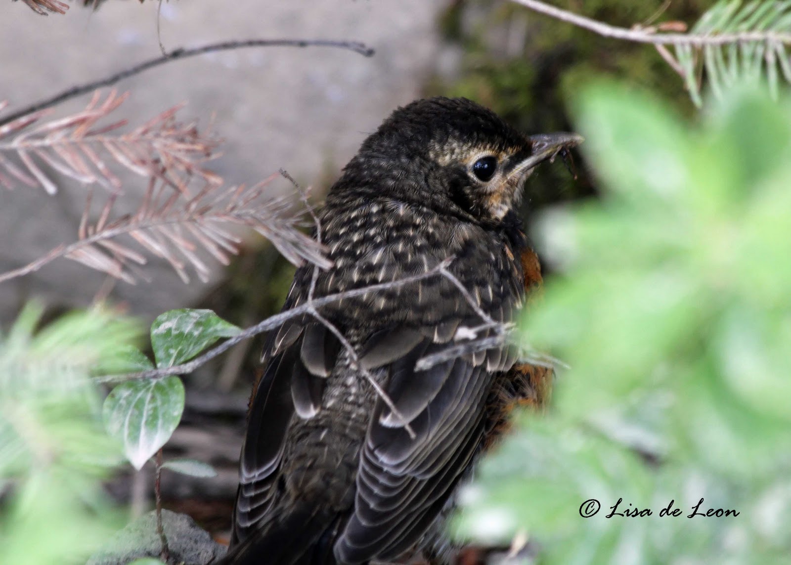 Birding with Lisa de Leon: Juvenile American Robin