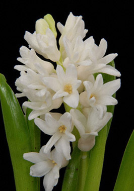 julie liles floral & event design: Flower of the Week: Hyacinth