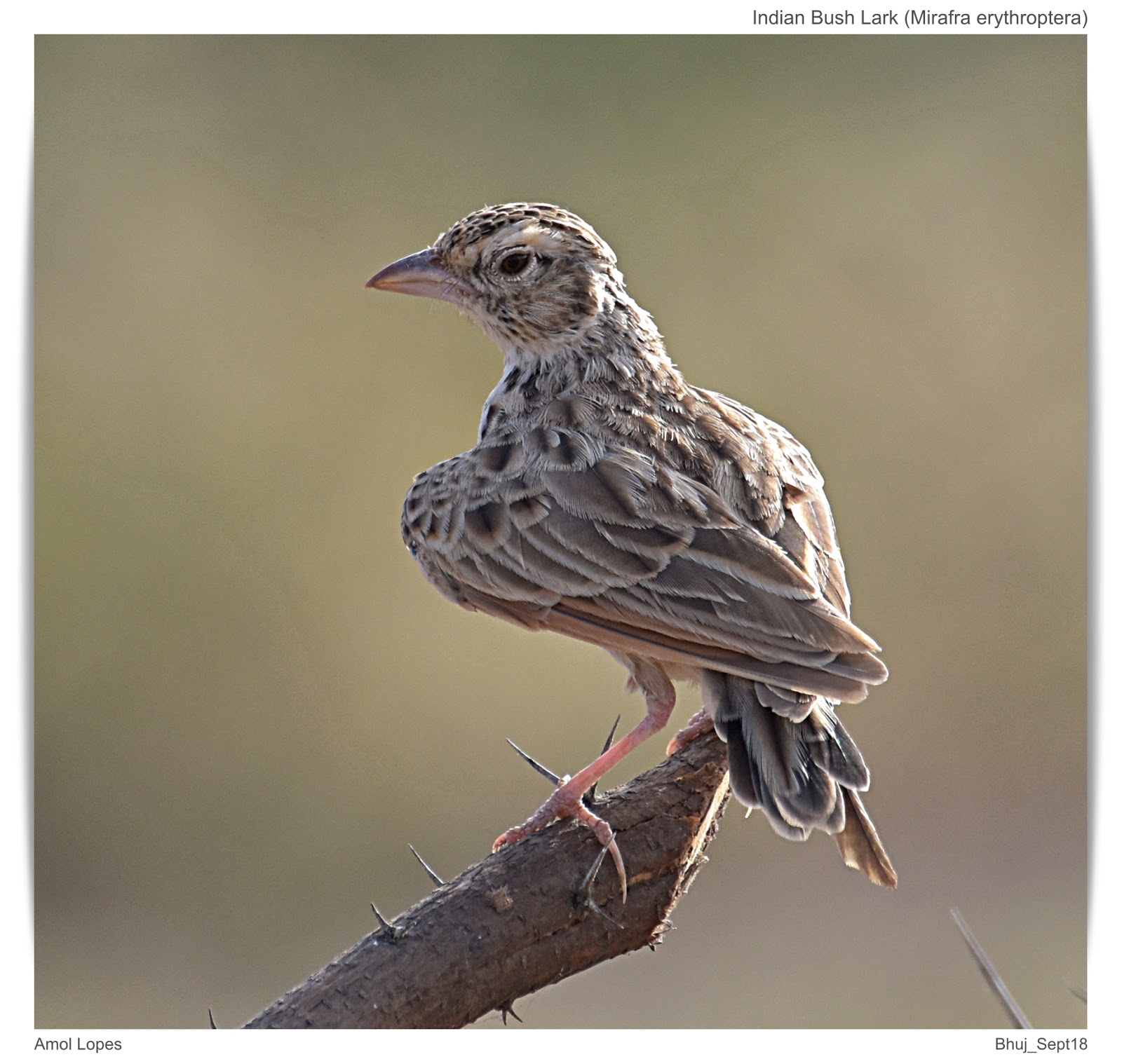 AmolDiego: Bhuj Birding