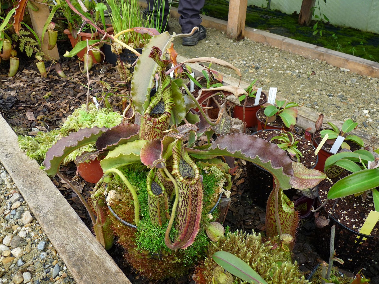 Nepenthes maxima "Wavy Leaf" photos