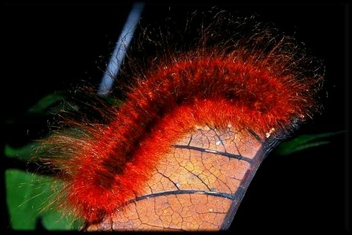 Kisah Nabi Daud Kagum Dengan Zikir Sang Ulat - JCP Network