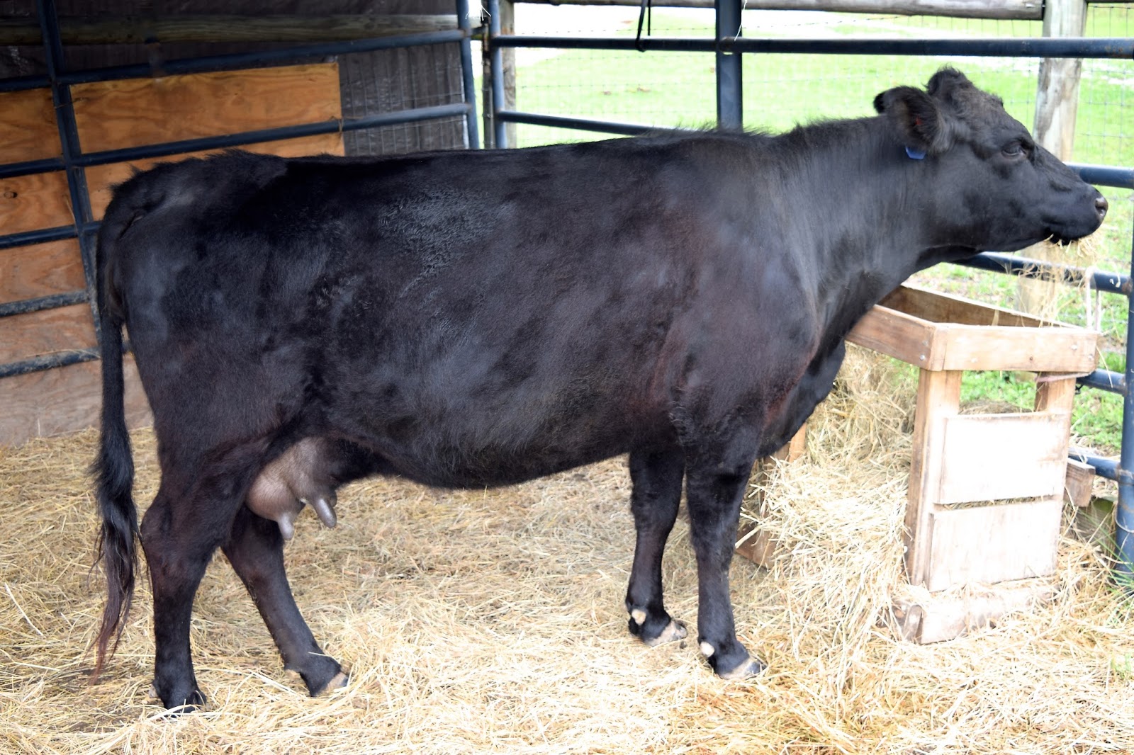 Adventures on Zephyr Hill Farm: Registered Dexter Cattle For Sale