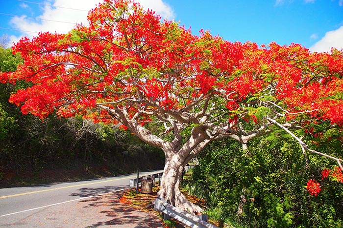 My Roatan - Adventures in Creating Nirvana: the flambo project 2.0