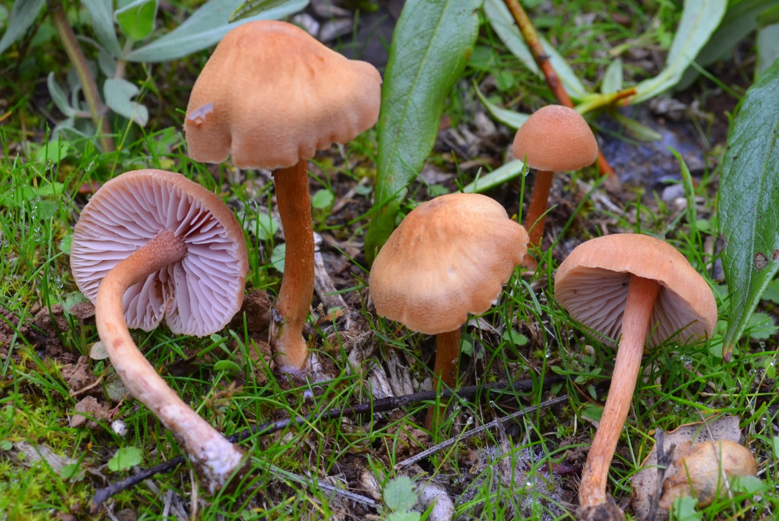 Setas Extremadura : Laccaria Bicolor