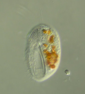 Skeptic Wonder: Out in the field: freshwater microforay picture dump