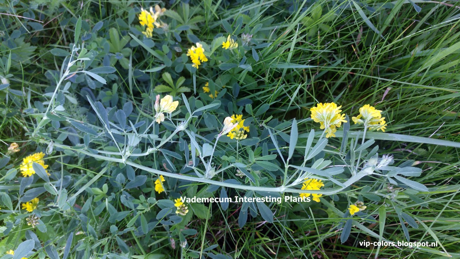 Vademecum Interesting Plants: Lathyrus pratensis - Groszek żółty ...