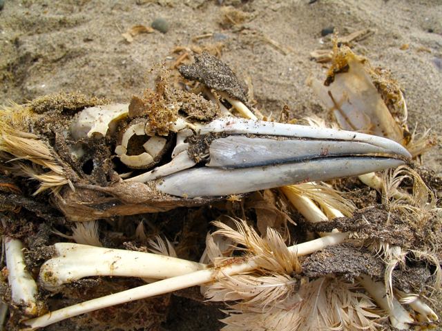 Wild at Hull: A hot day at Spurn Head