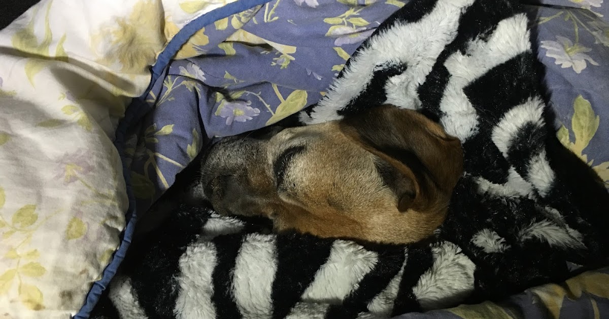 The Boxer Blog: Astrid Crosses the Rainbow Bridge