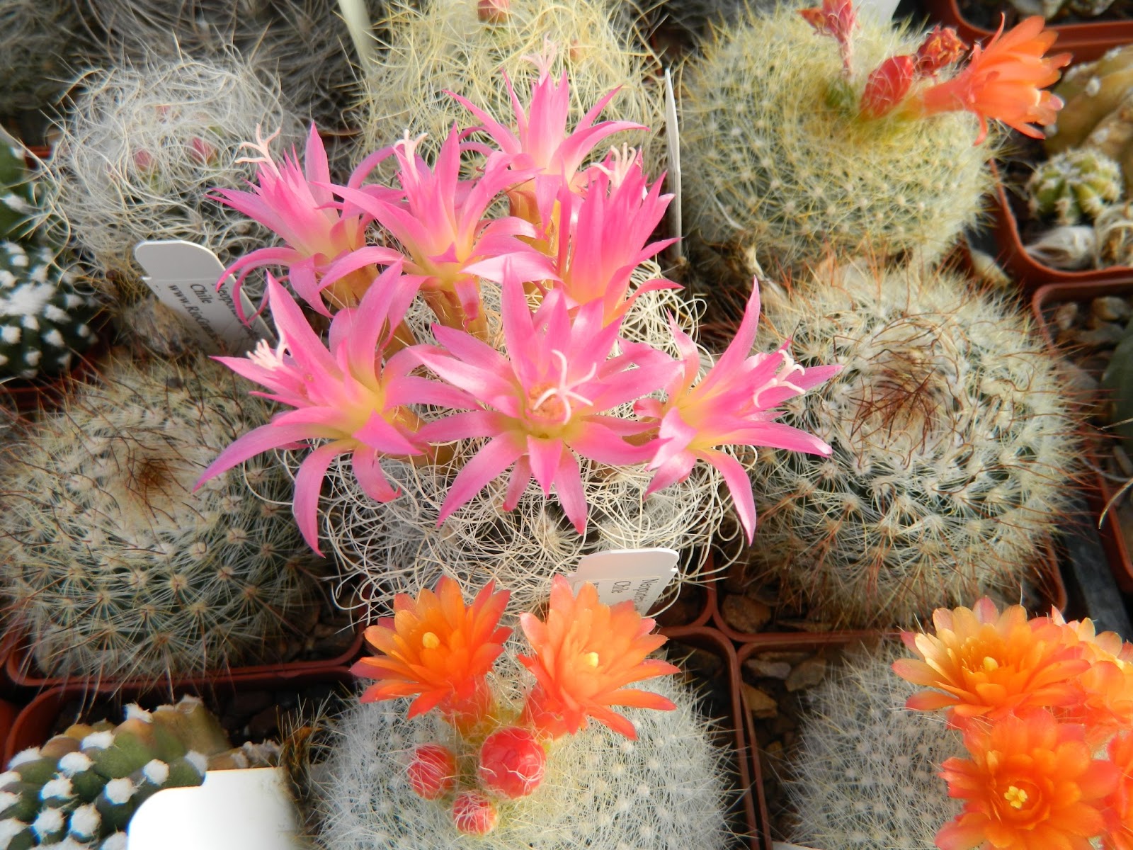 Rio Grande Cacti: February 2013