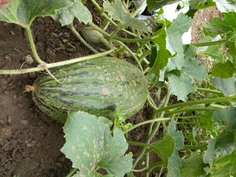 El Huerto de Tatay: El melonar