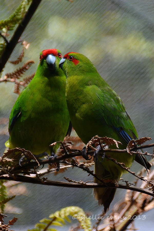 Two Go Tiki Touring: Pukaha Mount Bruce