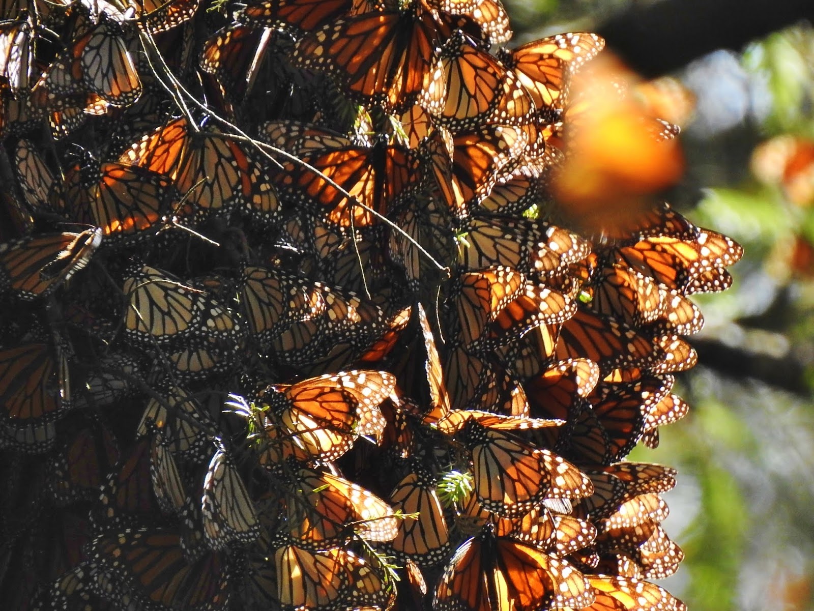 Travel with Kevin and Ruth: Our 5th visit to see the monarch ...