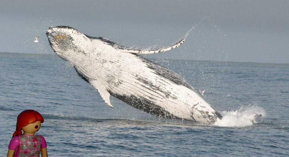 THE GRANDMA'S LOGBOOK ---: KAIKOURA: WATCHING BEAUTIFUL HUMPBACK WHALES