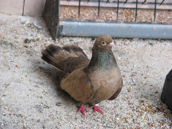 Orbetean Romanian rust-coloured Highflyer | BD PIGEONS