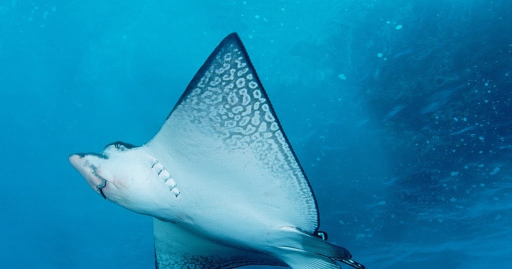 Raias: Saiba tudo sobre estes incríveis animais | Eu Quero Biologia