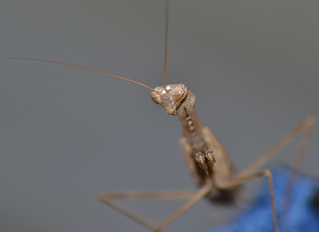 DSLR Photography Explored: Macro - Praying Mantis (Archimantis latistyla)