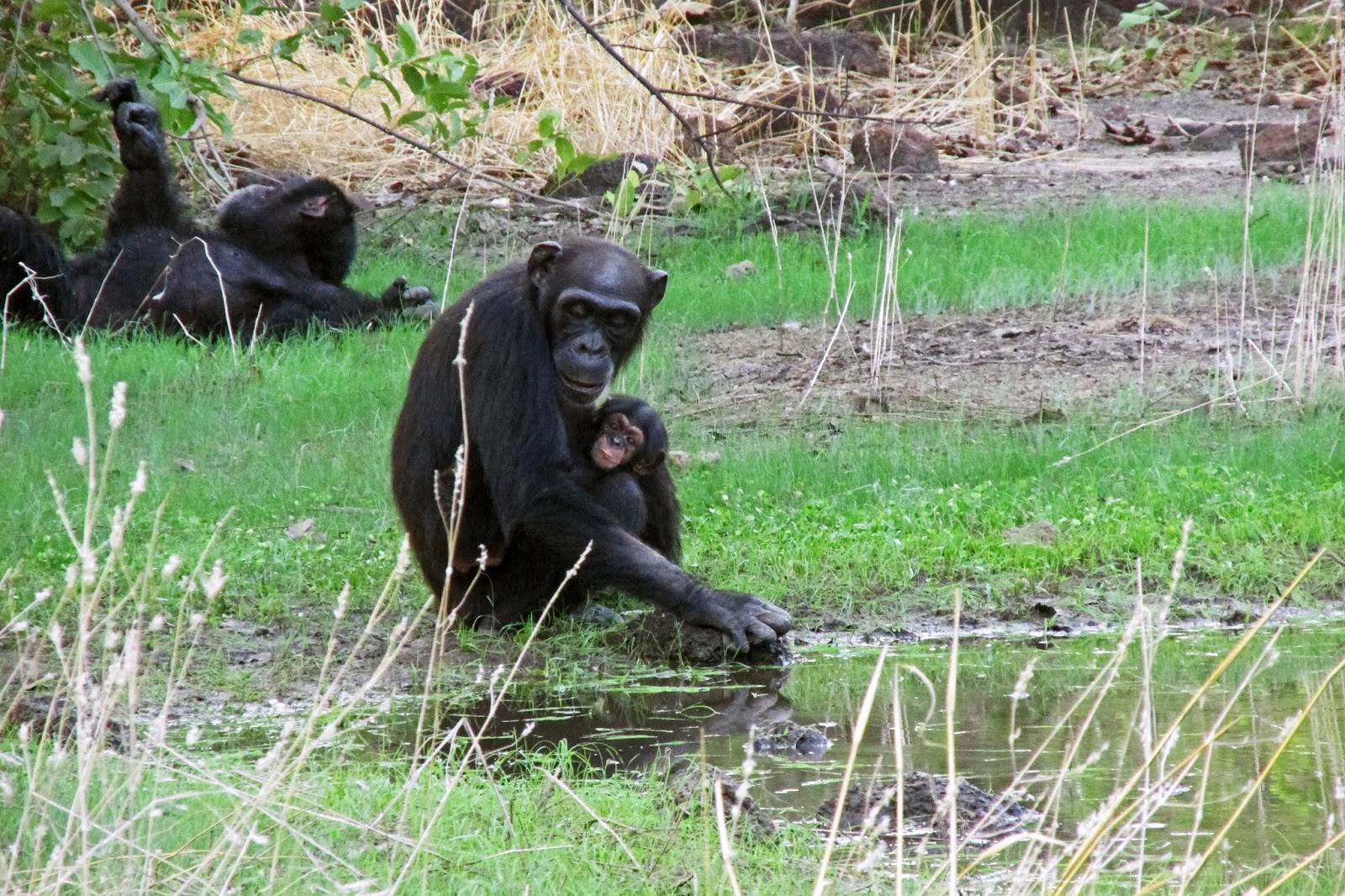 Fongoli Savanna Chimpanzee Project