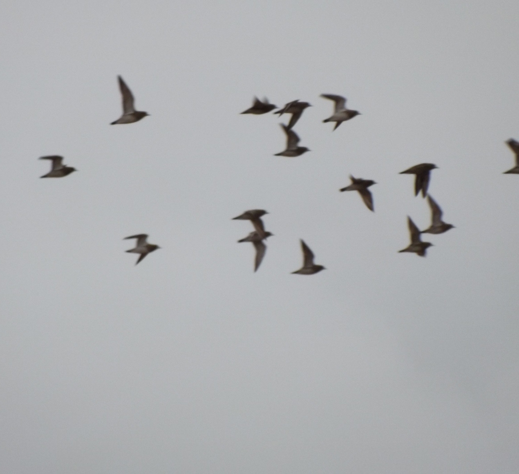 Dartmoor Ramblings: FIELDFARE FLOCKS AND SIMPLE PLEASURES