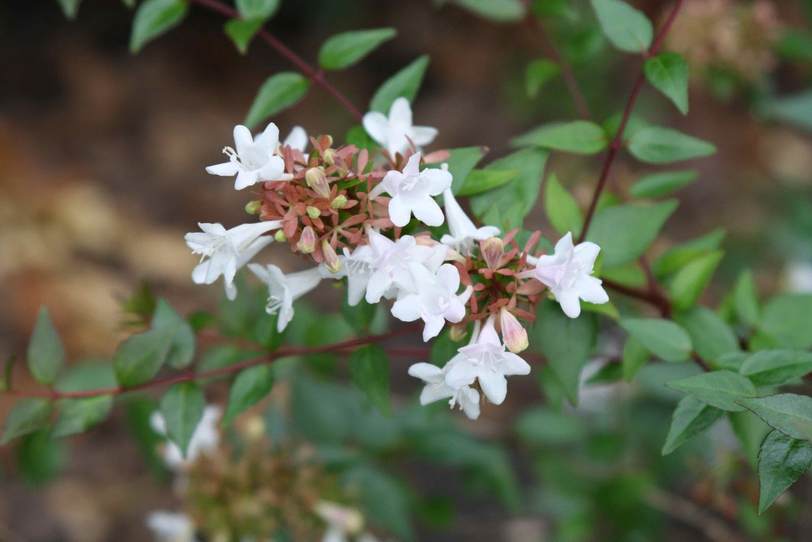 Roses and Other Gardening Joys: Autumn Arrives in the Winter Garden