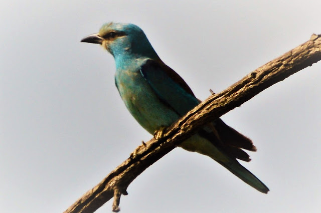 Jaumenatura: Carraca