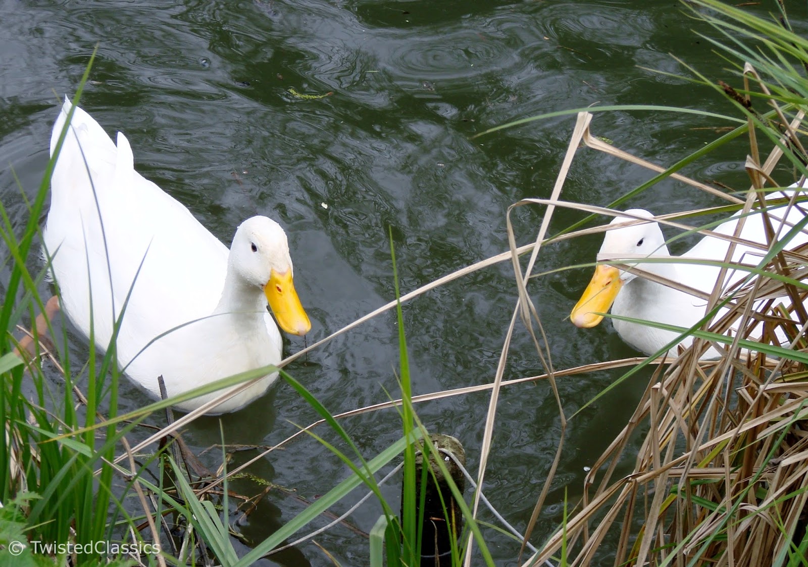 Birds and wildlife: 2 beautiful quacking white ducks