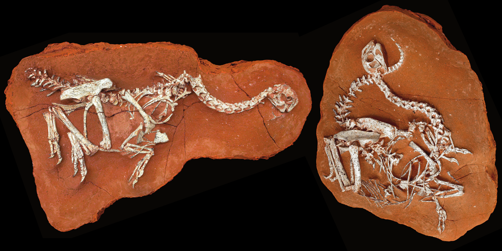 Species New to Science: [Paleontology • 2001] Khaan mckennai • A new ...