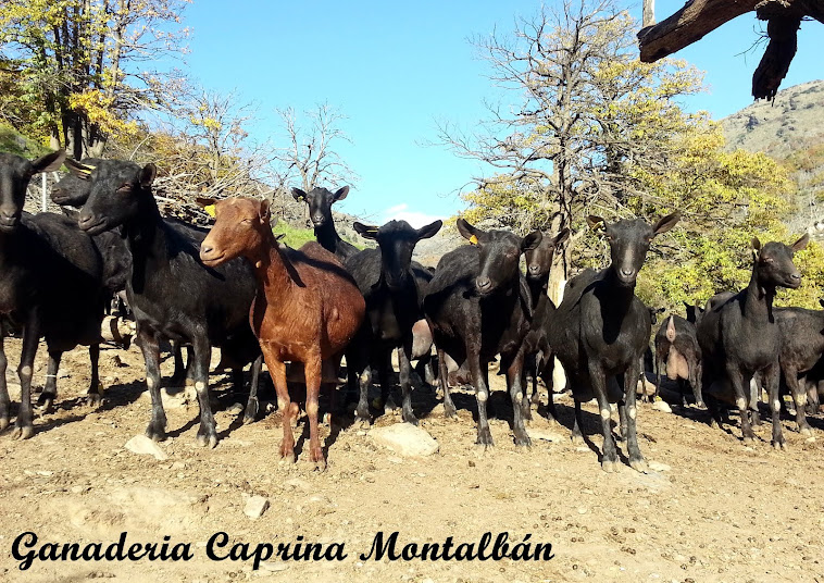 Ganadería Caprina Montalbán