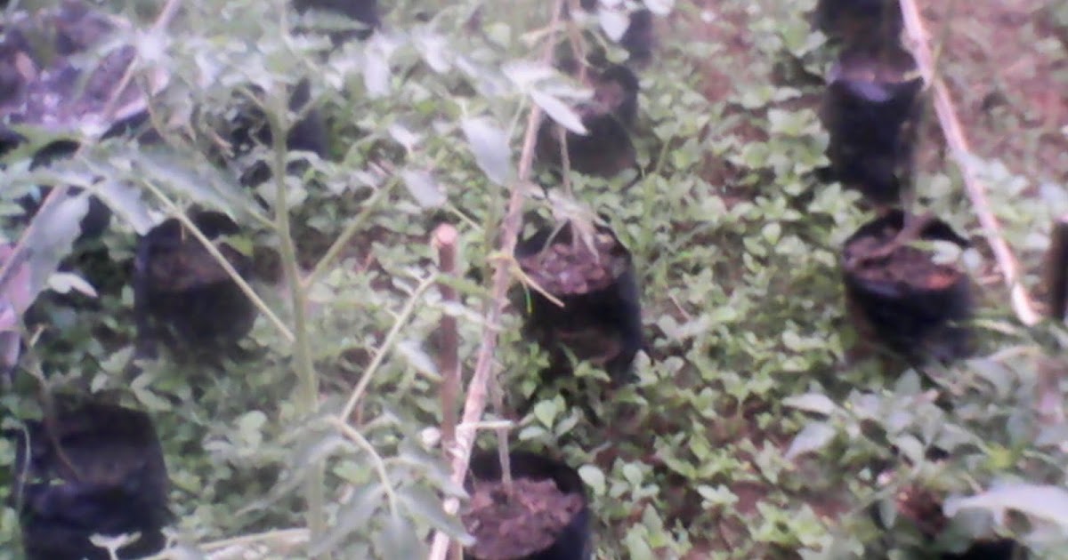 koko tani: Menanam tomat dipolybek