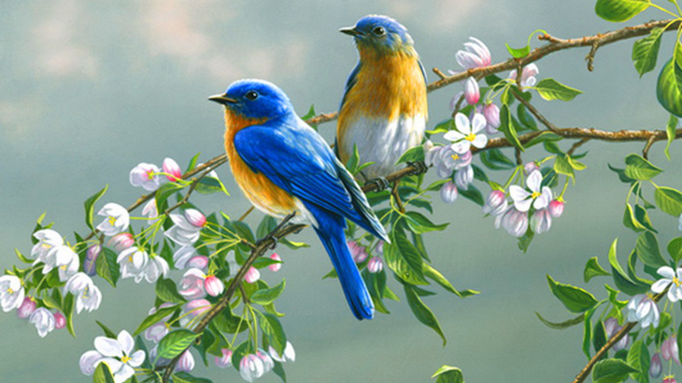 Latest Small Birds Wallpapers - Entertainment Only