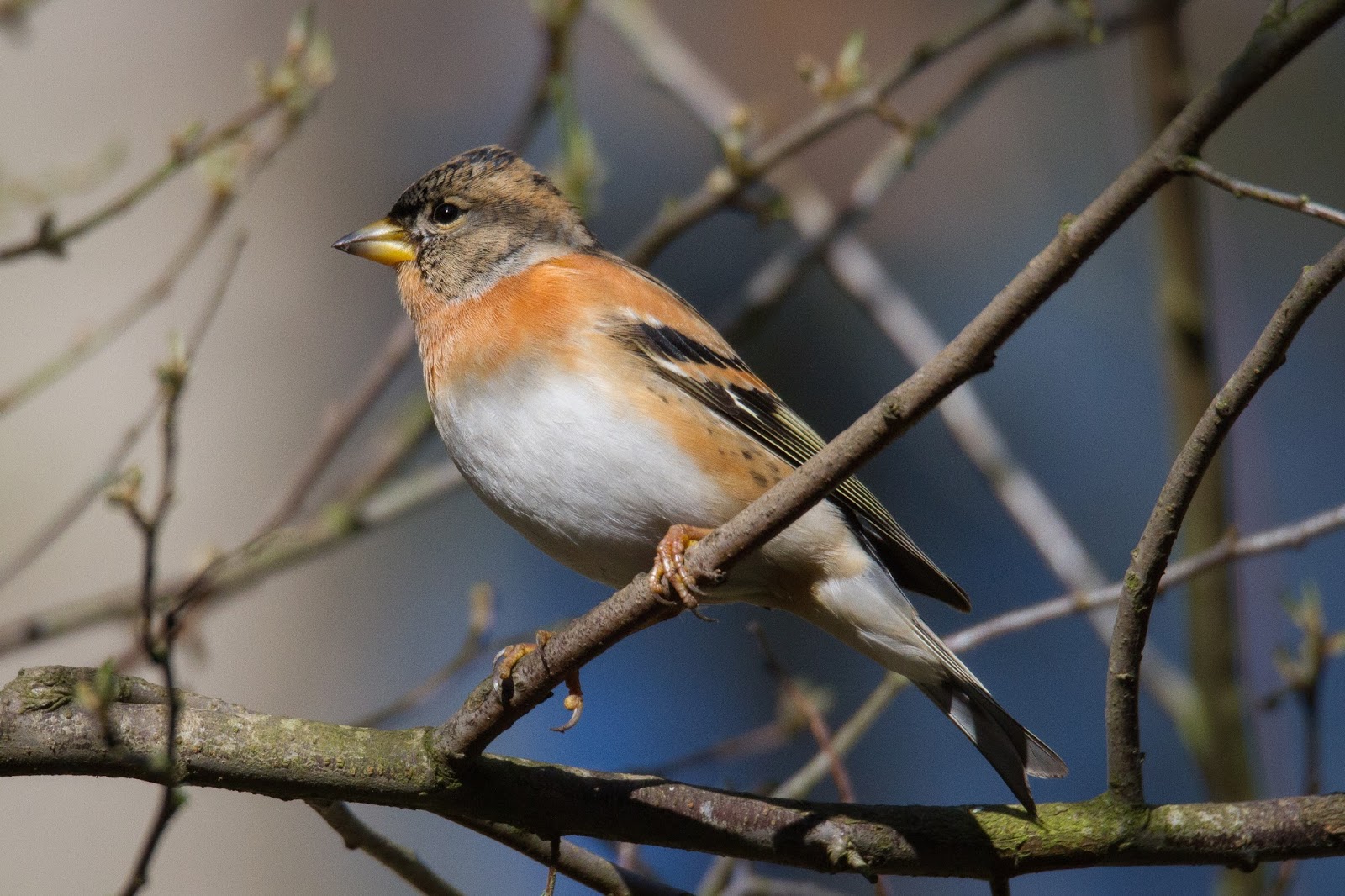 TrogTrogBlog: Bird of the week - Brambling