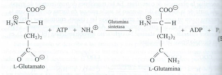 E N Z I M A S: LAS SEIS CLASES DE ENZIMAS