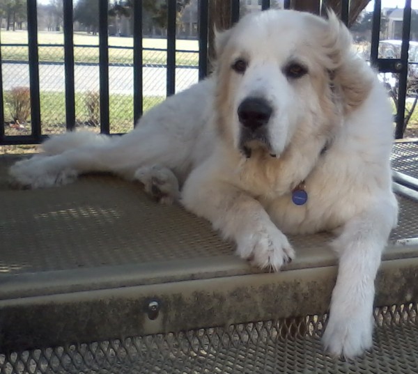 Colorado Great Pyrenees Rescue Community: Finding Homes for Pyrs in ...