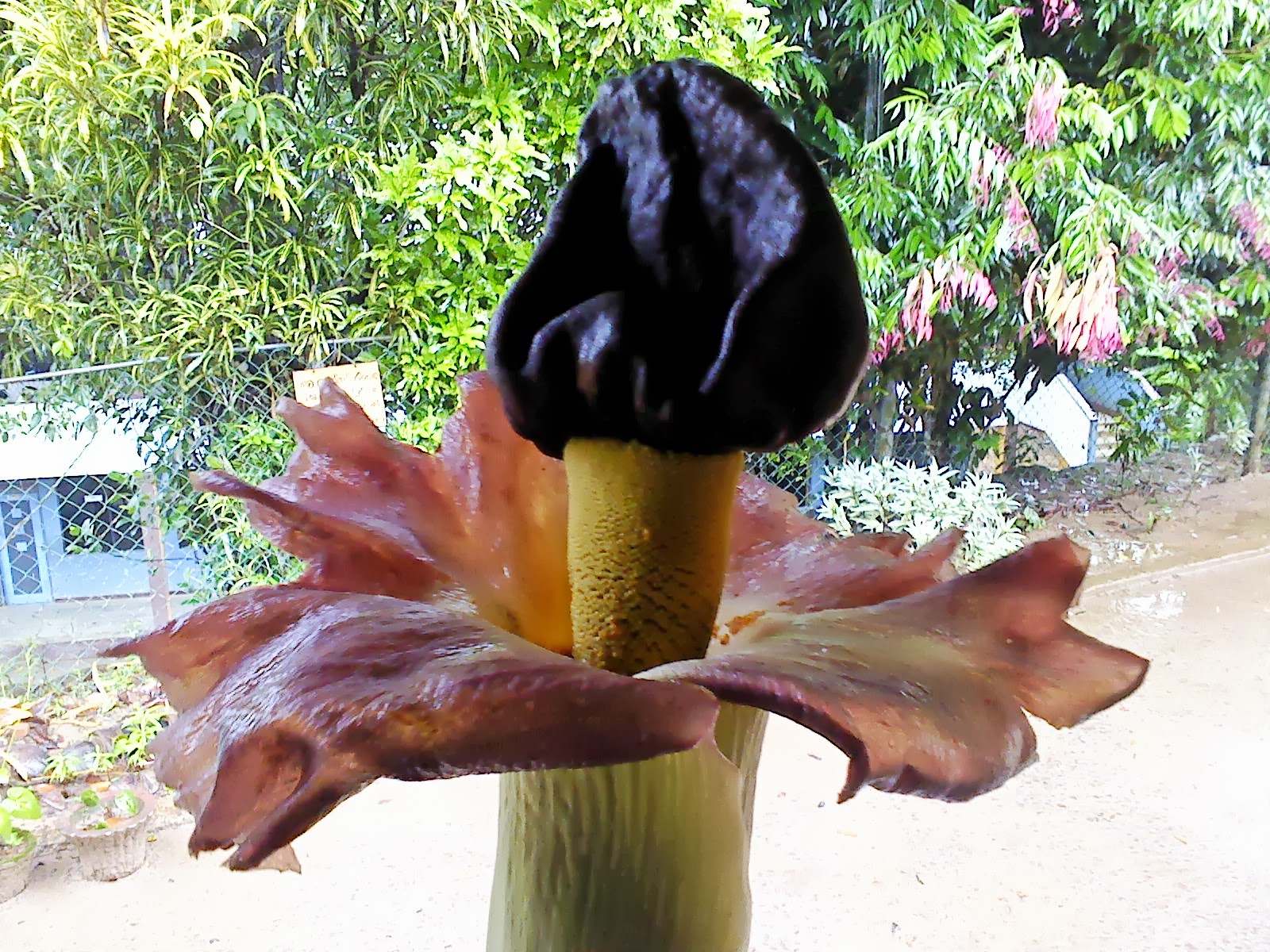 Wikum Opatha: Kidaram flower