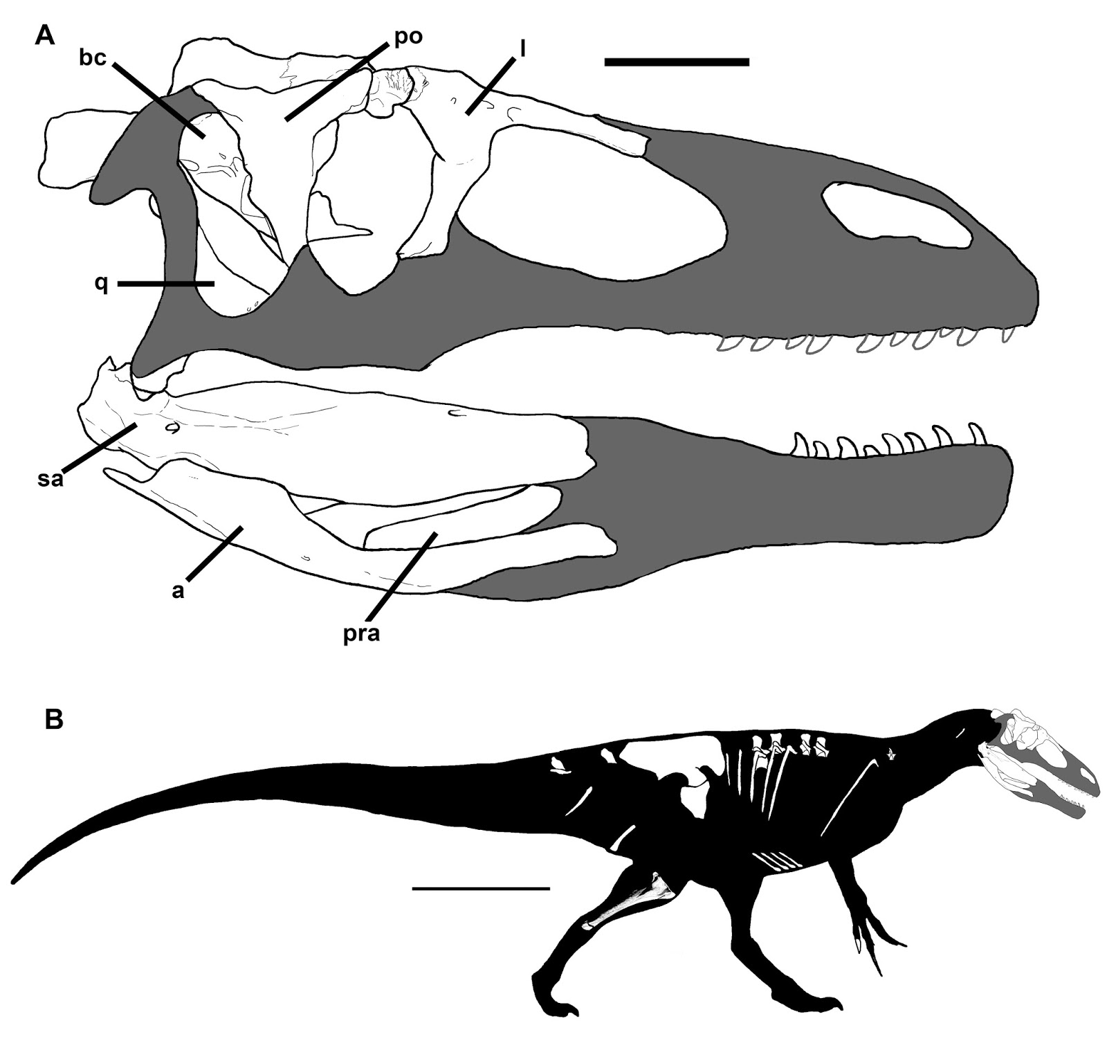 Species New to Science: [Paleontology • 2016] Murusraptor barrosaensis ...
