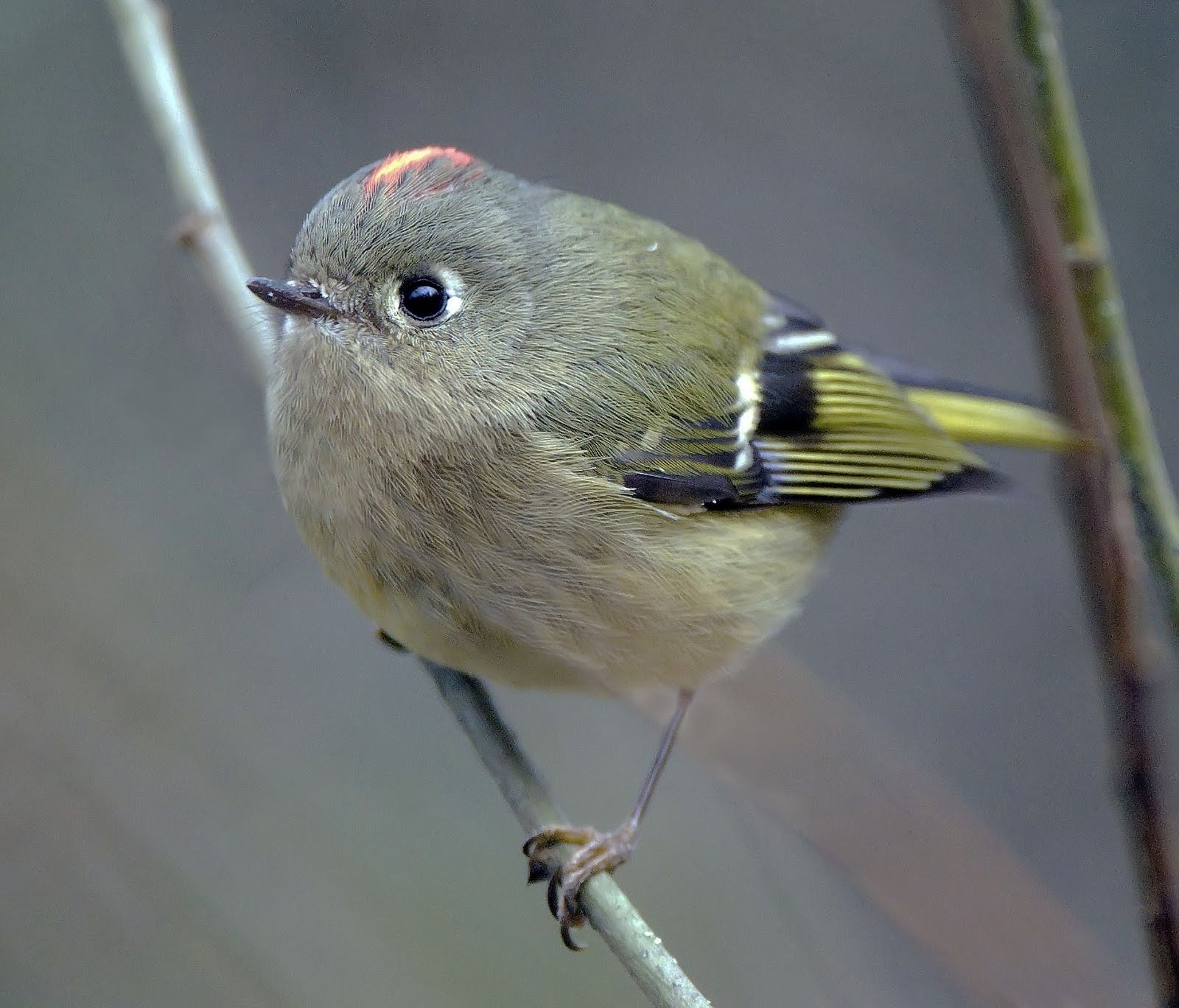 Shoreline Area News: For the Birds: Kinglets