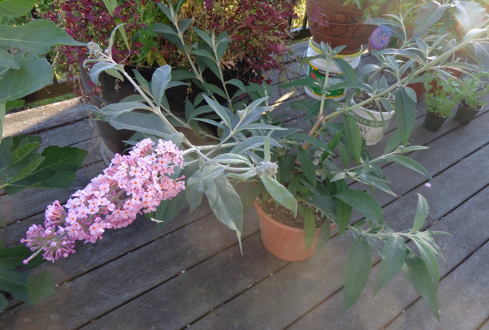 Daniel's Pacific NW Garden: Buddleia first flower