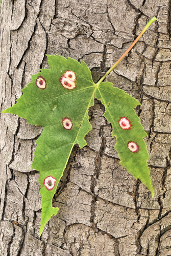 Ryan Watkins Photography Journal