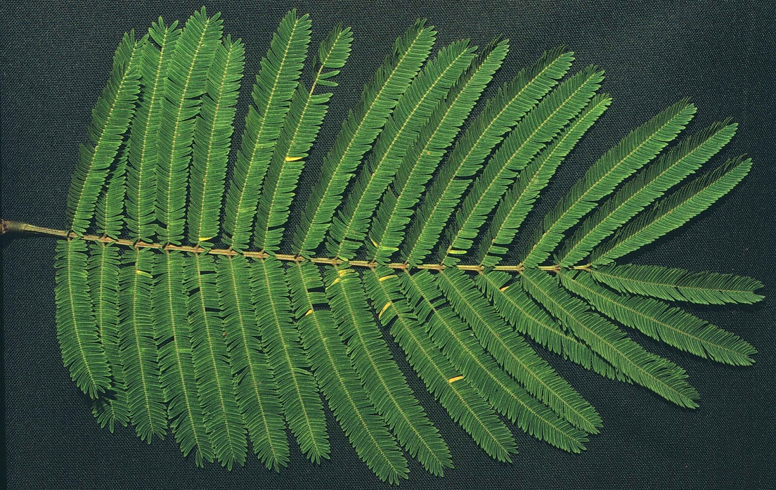 Formas de hoja simple y de Hoja compuesta