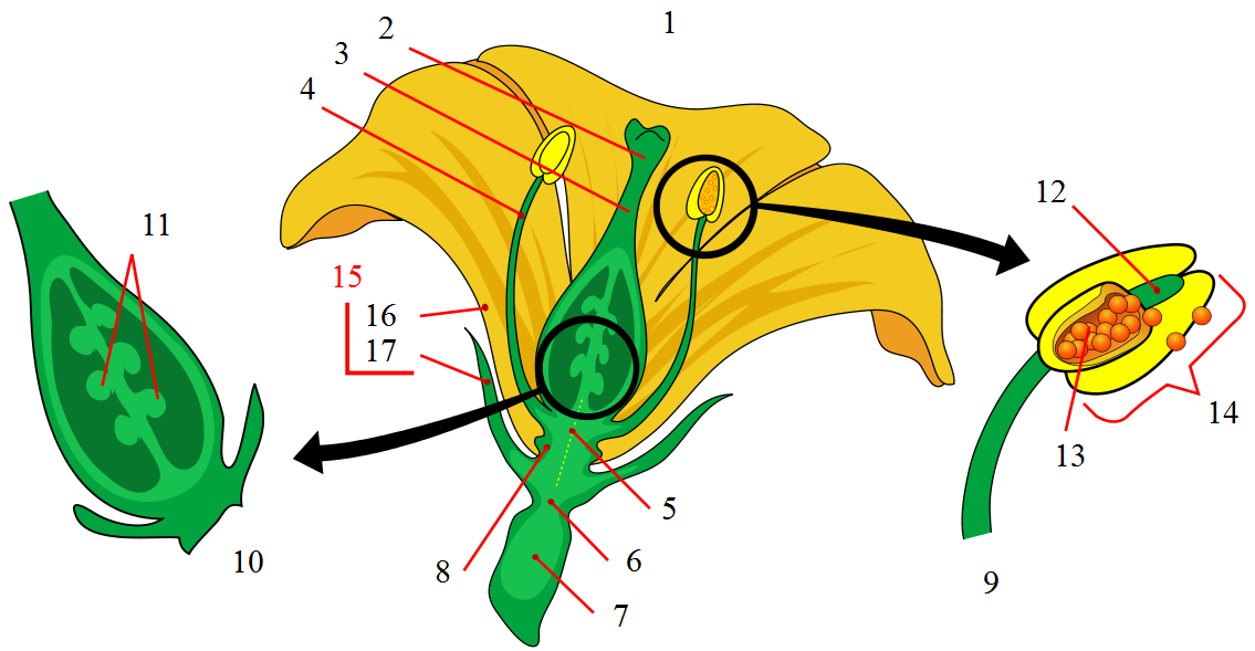 Kumpulan Makalah, Tugas dan Resume Kuliah: Tugas Biologi Bagian-Bagian ...