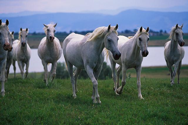 Poze Cai Horses Wallpapers: Poze Cai de rasa horses -2