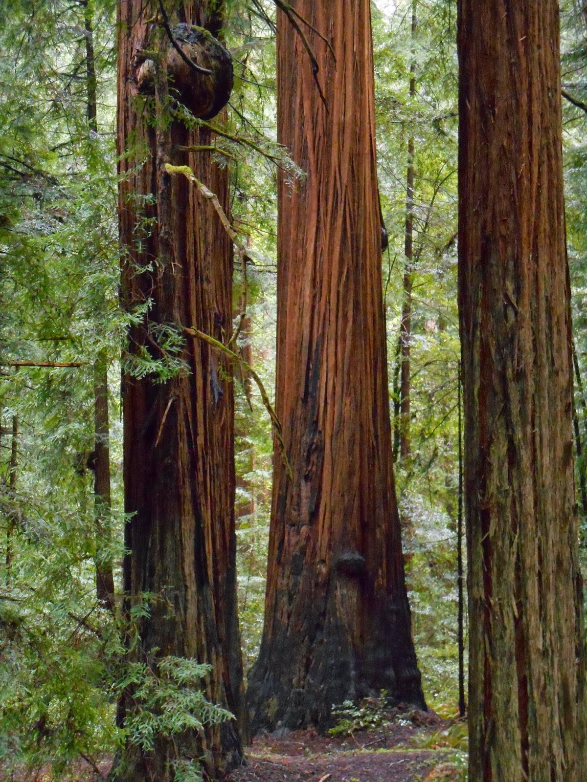 Tales From the Trails: This Week in Humboldt Redwoods State Park: Spring