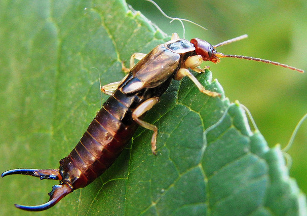 IMÁGENES Y FOTOS DE ANIMALES: El Tijereta