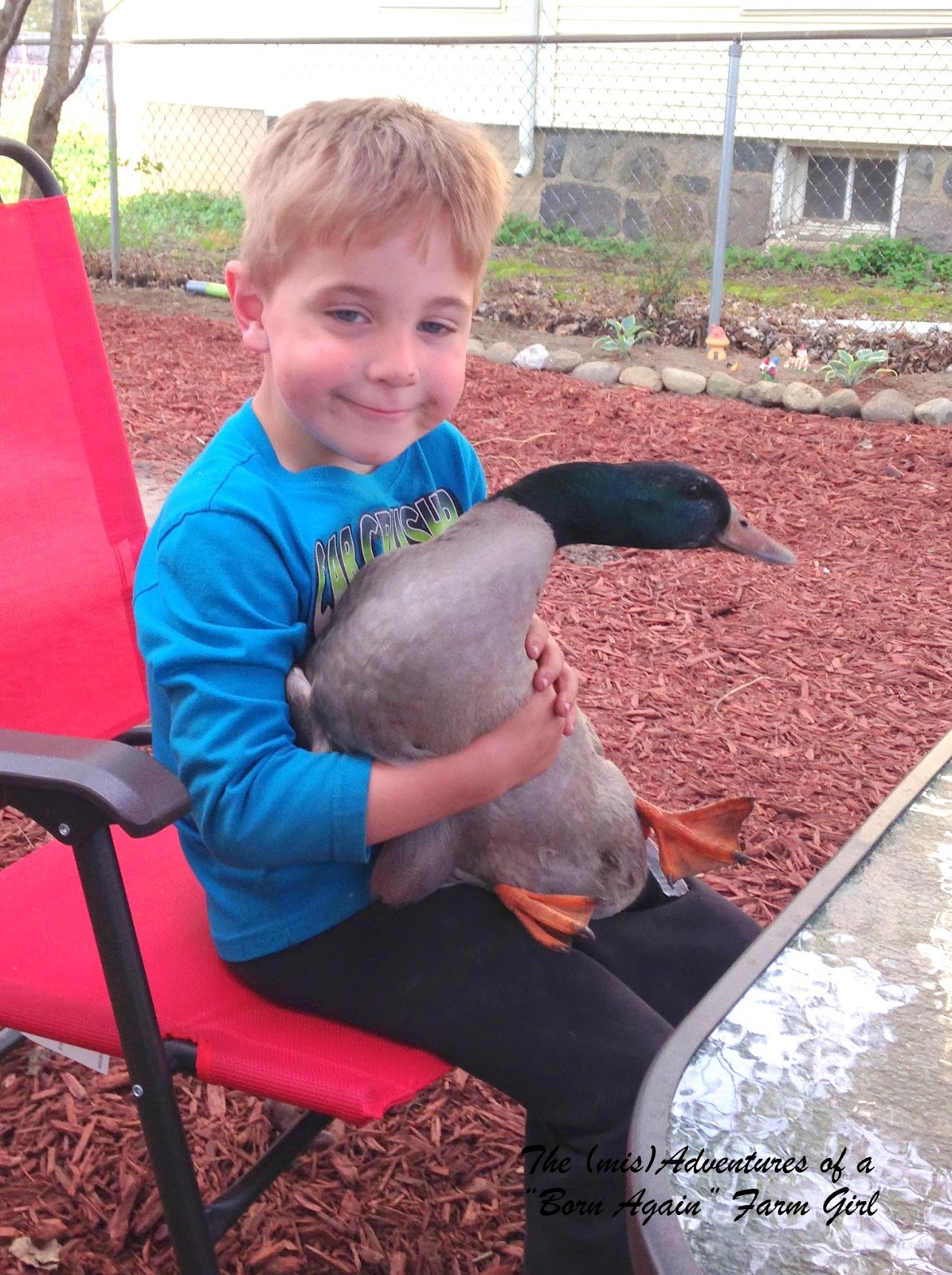 When Ducks Attack (And it's your fault) - The (mis)Adventures of a ...