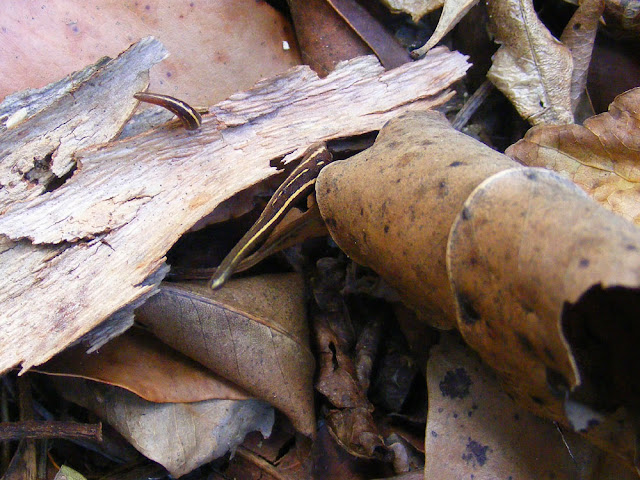 Days on the Claise: Land Leeches