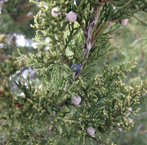 Fruit Seeds of Southern Michigan: Juniperus virginiana -- Eastern Redcedar