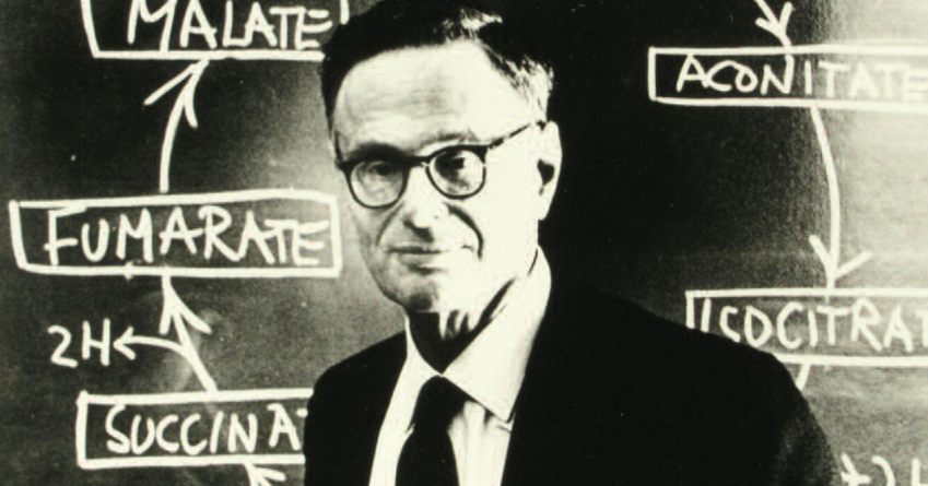 Decoding Krebs Cycle I: Citrate (6C) to Succinyl-CoA (4C)