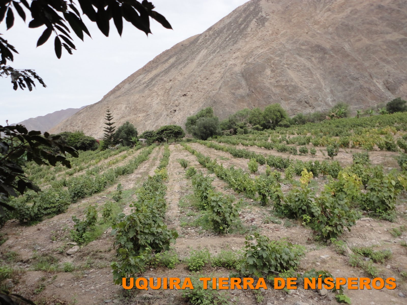 UQUIRA TIERRA DE NÍSPEROS: CAMINATA DE UQUIRA A YESERA