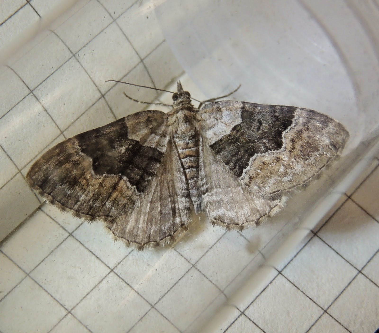 Gary's Birding Blog: Moths of July - a record Month